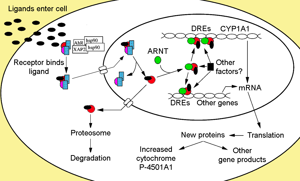receptor-motorprotein-receptorbinding